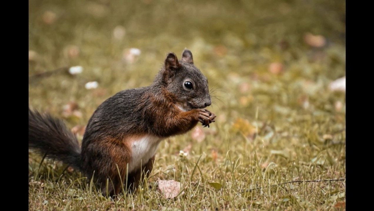 Chipmunk Sounds Effects | Pet Chipmunk Voice Sound Effect | Kingdom Of ...