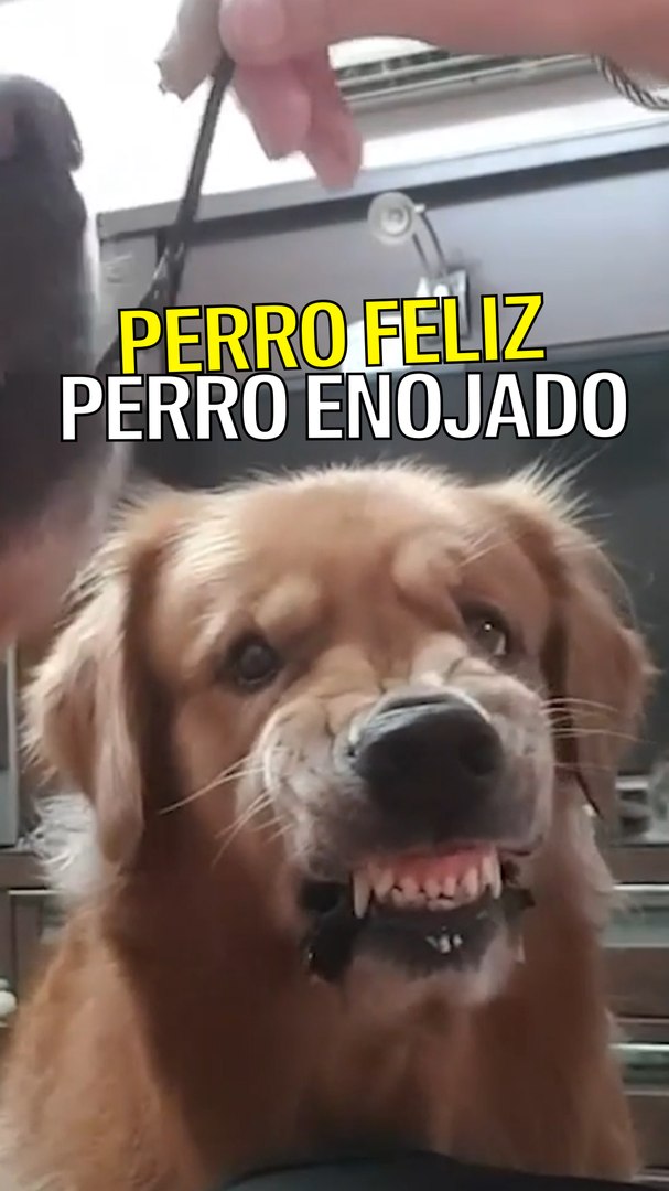 Meme De Perro Enojado El Perro MasticÃ³ Mi Zapato Y Ni Siquiera