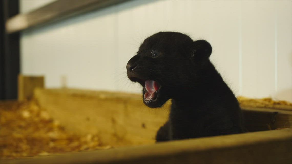 Kent animal sanctuary welcomes rare new arrival