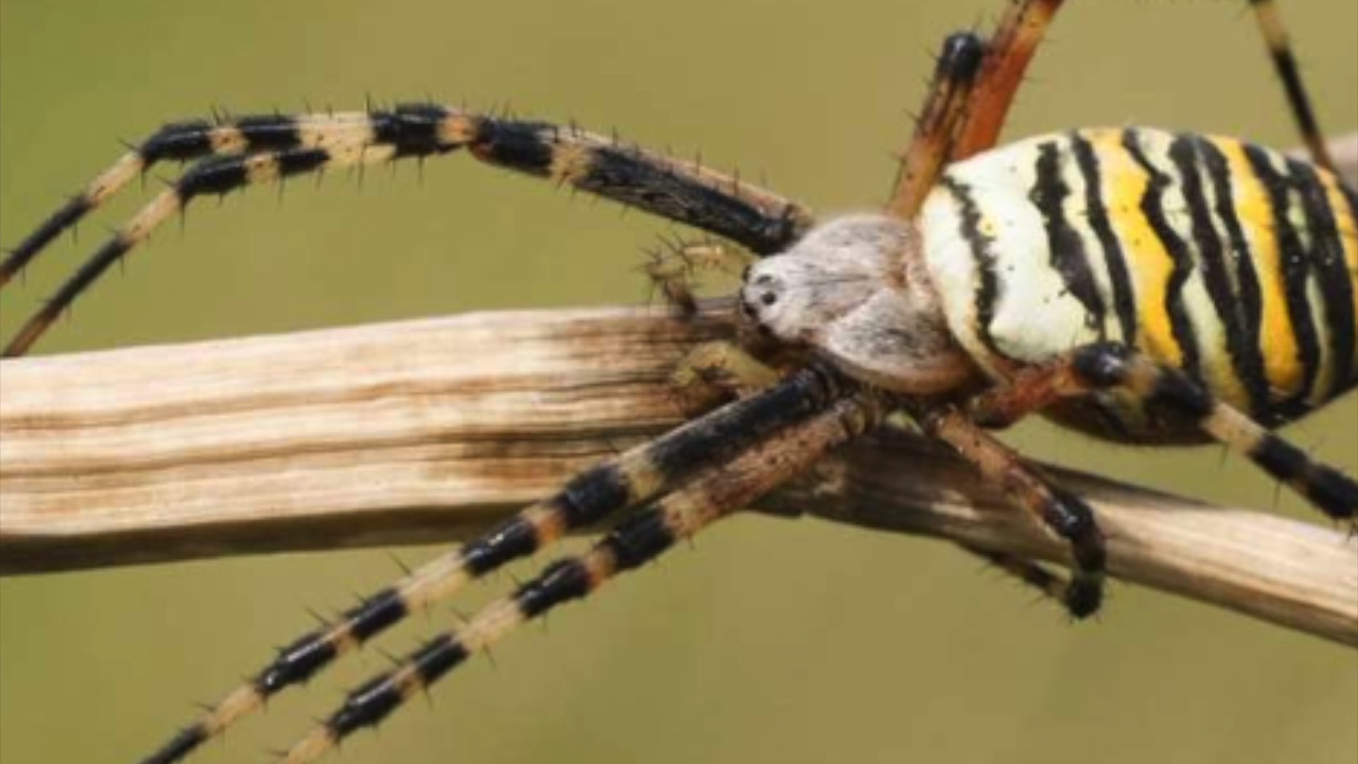 Do you live in the place in Kent that's most likely to be invaded by ...