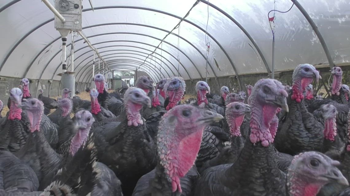 Kent turkey farmers having record year despite fears Christmas is cancelled