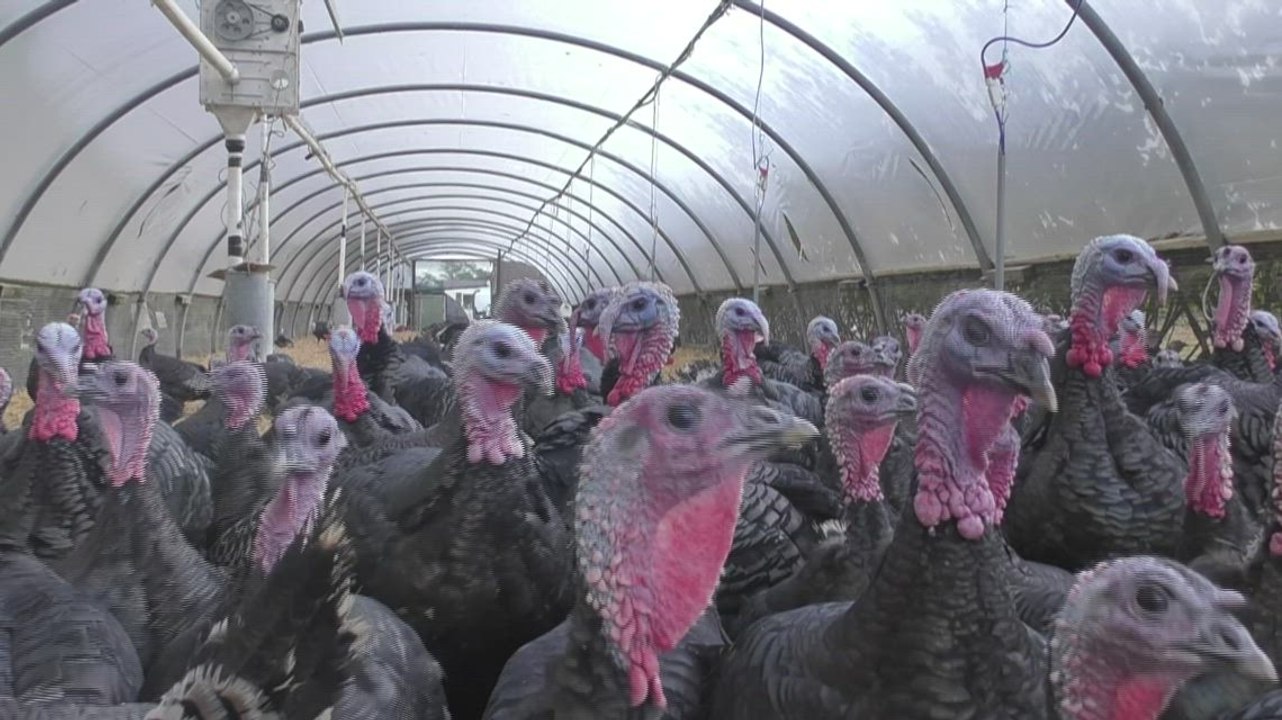 Kent turkey farmers having record year despite fears Christmas is ...