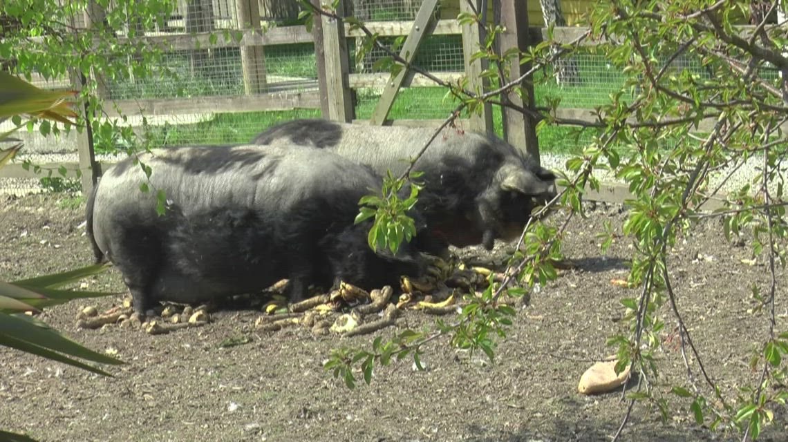 Community rallies around cash strapped Fenn Bell Zoo and Pub