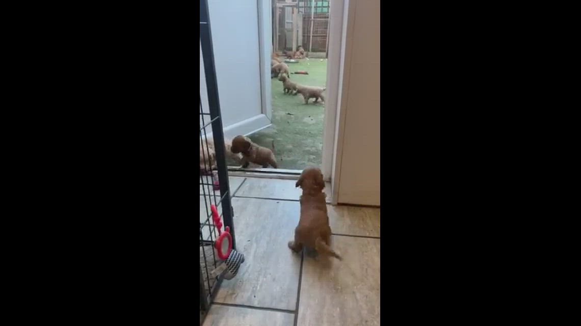 Are these Kent's cutest isolation companions?