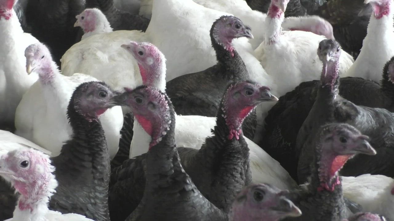 Made in Kent: John Howe Turkey Farm