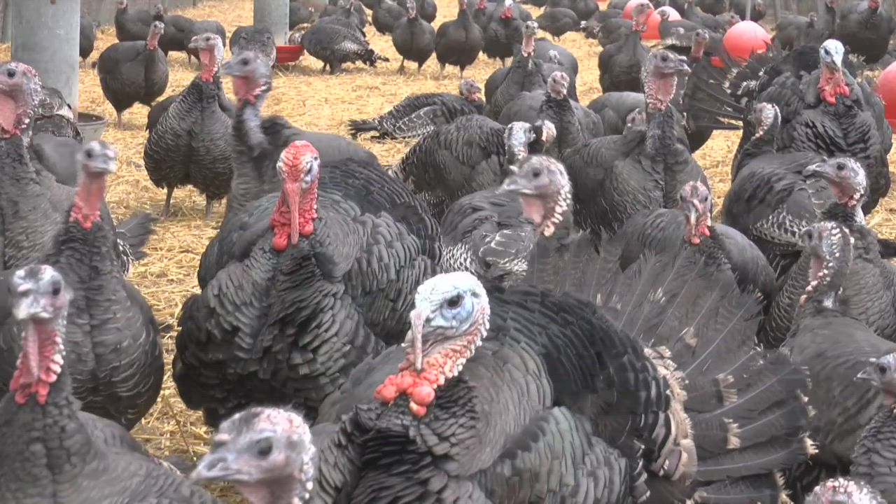 Made in Kent: Kent Turkeys