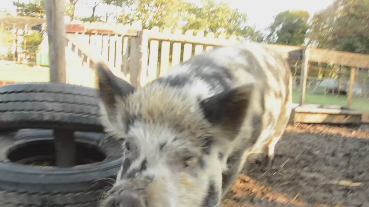 Chinese new year: the year of the Pig celebrated in Kent
