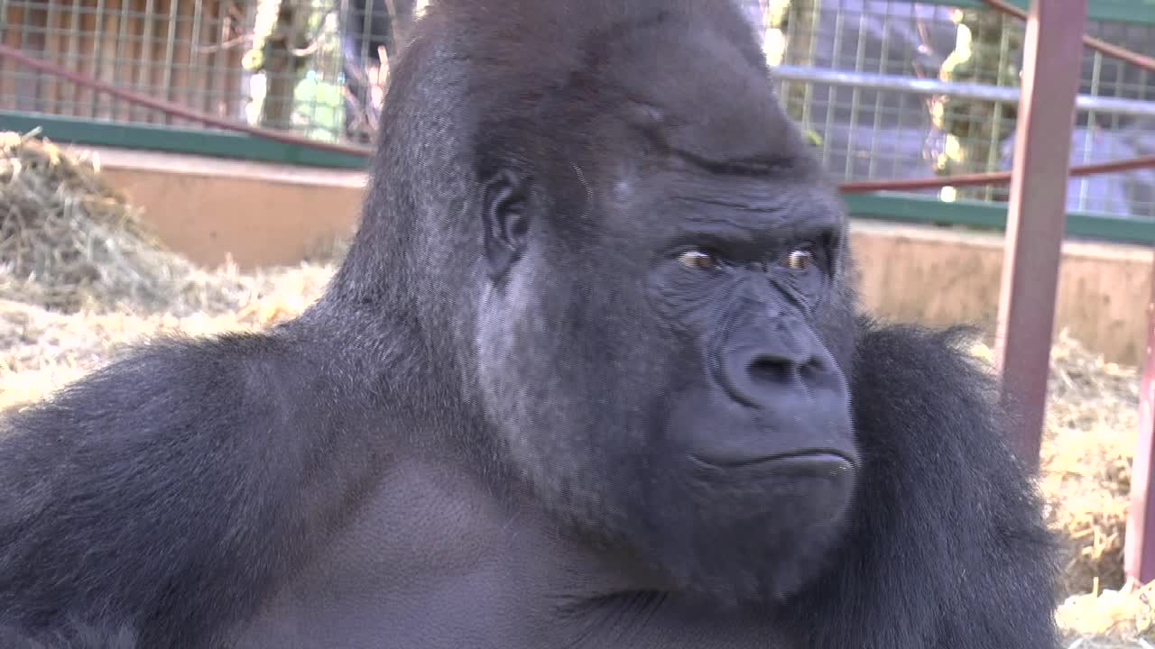 Gorilla intern and carnivore keeper wanted at Kent animal park