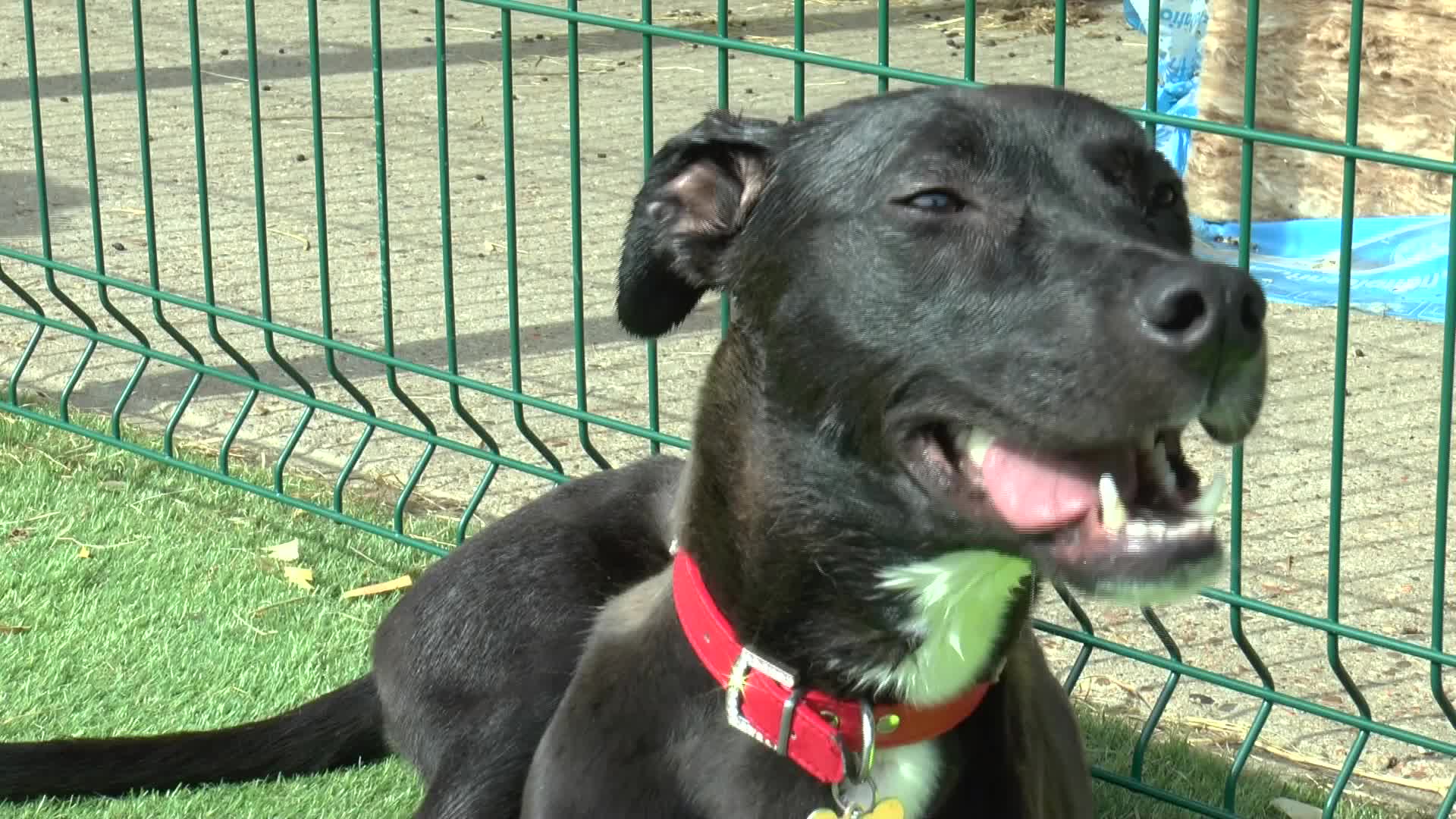 Donations needed to save Coco