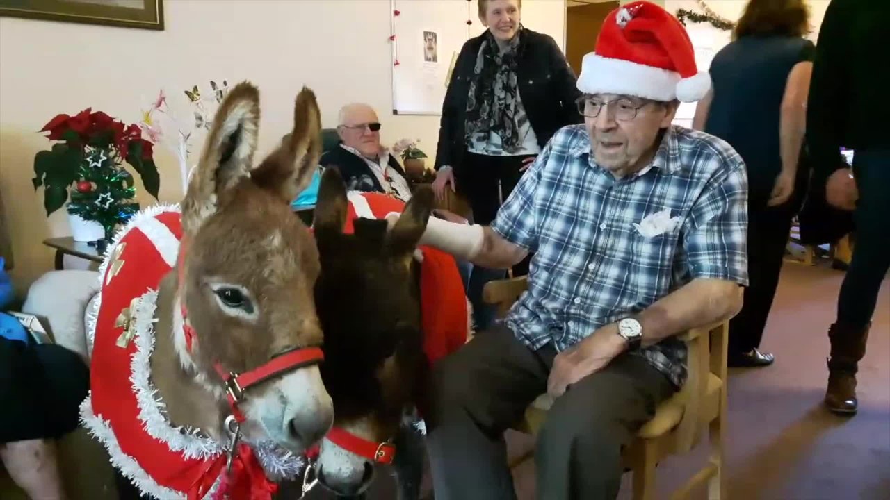 Donkeys visit Sandwich care home - video Dailymotion