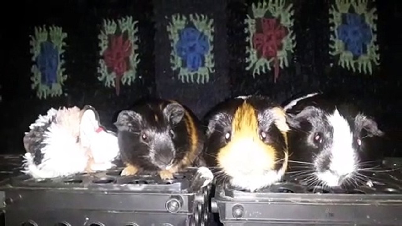 CAVIA PORCELLUS DAVID 20201107_061158 - video Dailymotion
