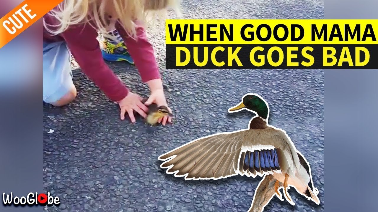 'Protective mama duck angrily scares away cute baby boy playing with ...