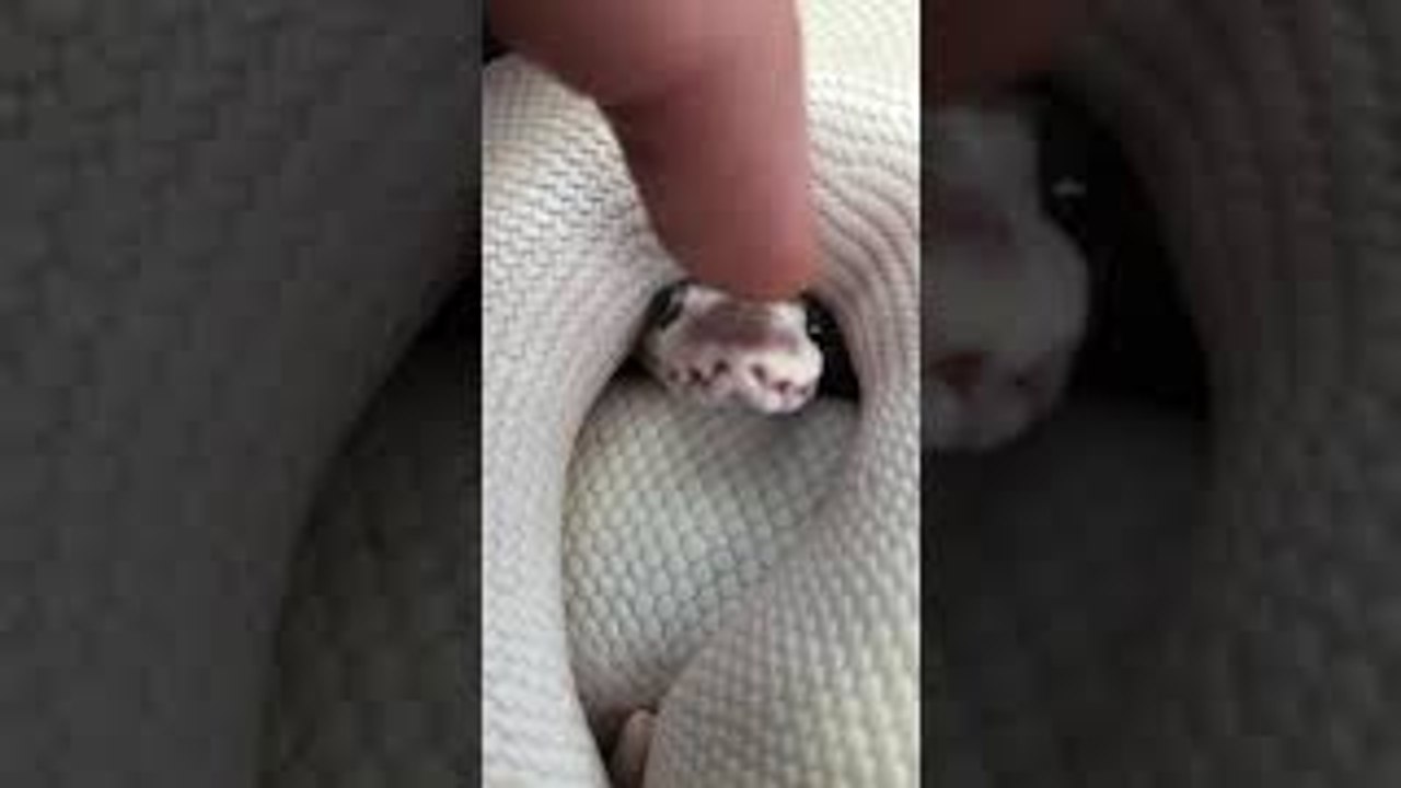 Booping a Snake on the Snout - video Dailymotion