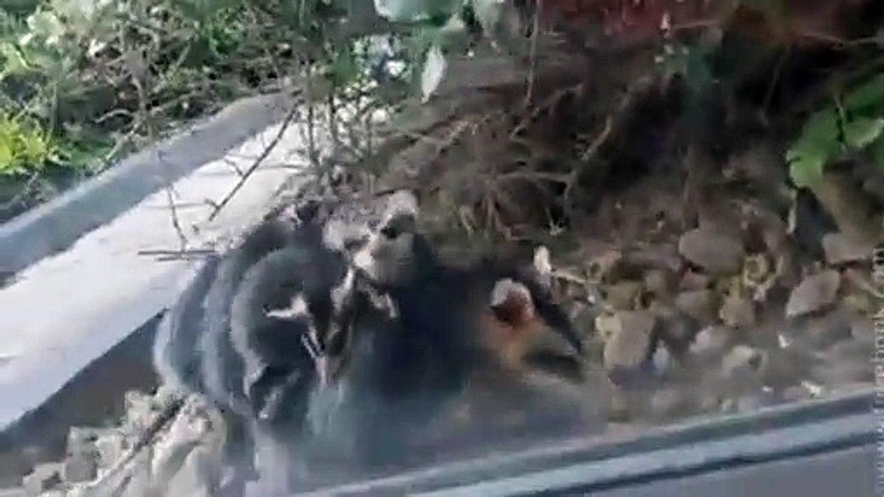 Comadreja y sus crías - Vídeo Dailymotion