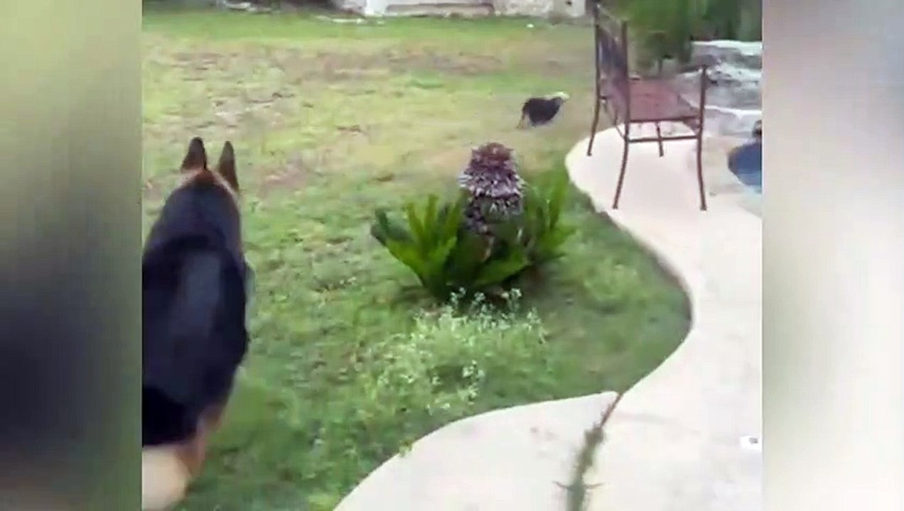 Hilarious video of a small dog and big dog chasing each other around a ...