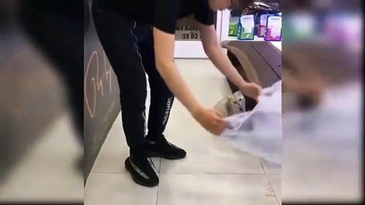 Baby_Cats_-_Cute_and_Funny_Cat_Videos_Compilation_#17_|_Aww_Animals ...