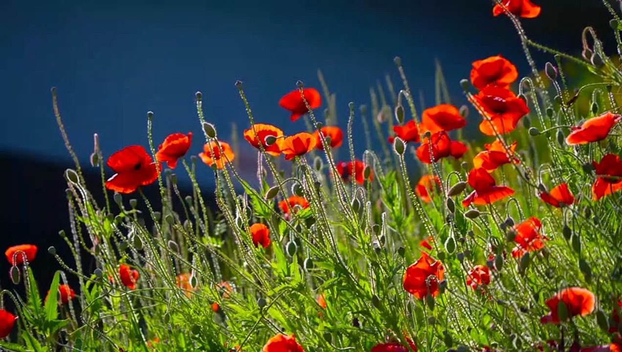 Flowers - video Dailymotion