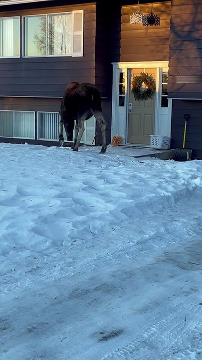 Moose Blocks Entrance to Home - video Dailymotion
