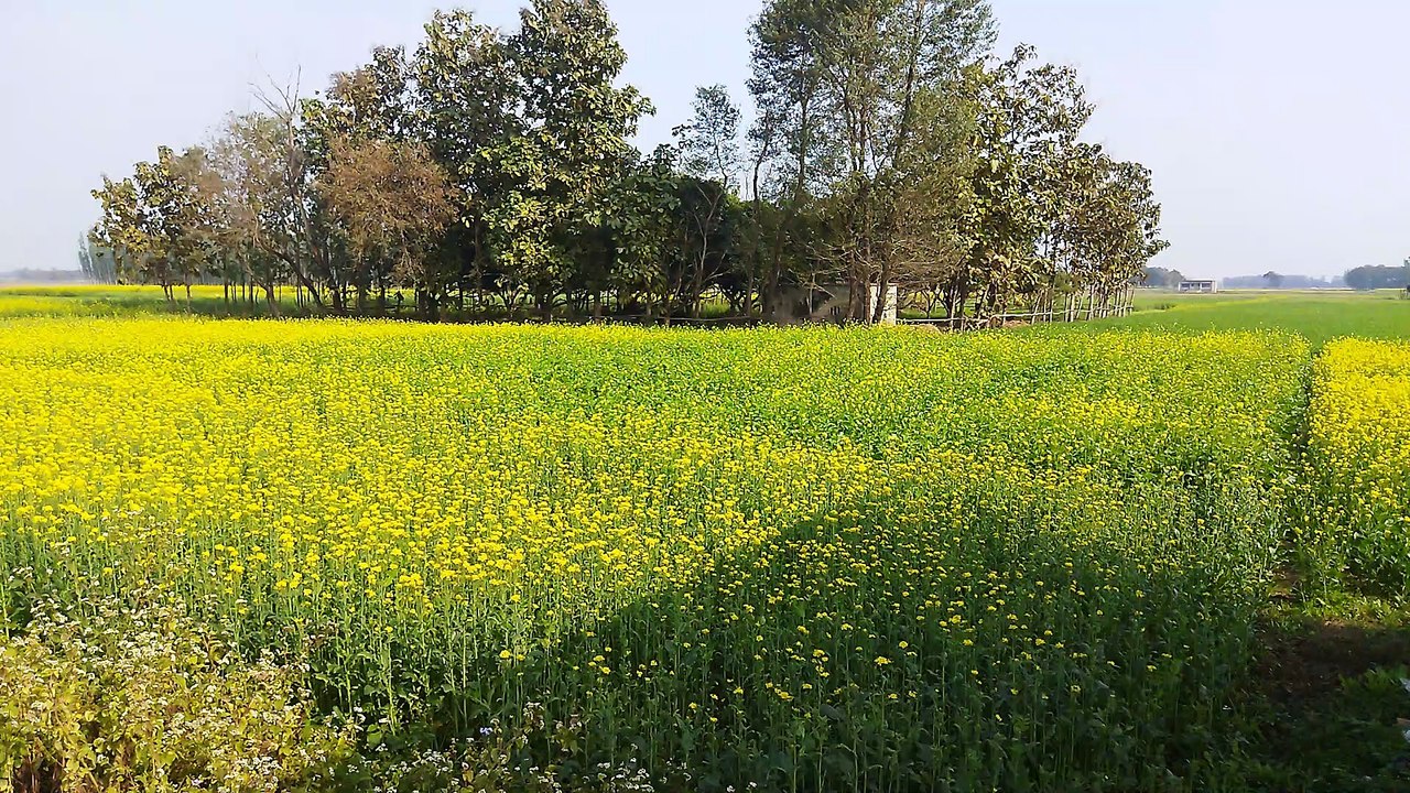 India village farmers blog flowers Lucknow village Uttar Pradesh ...