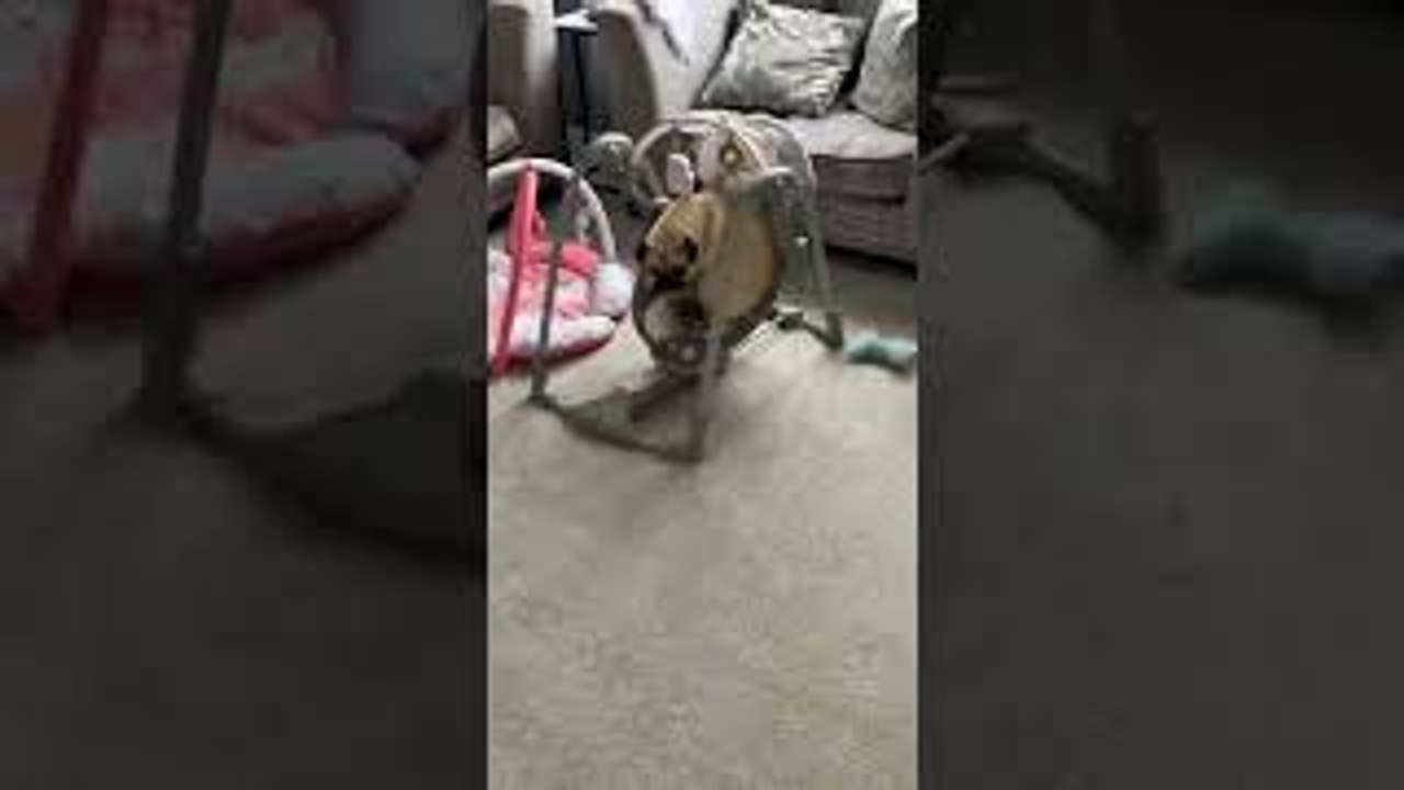 Pug Gets Stuck in Baby Rocker - video Dailymotion