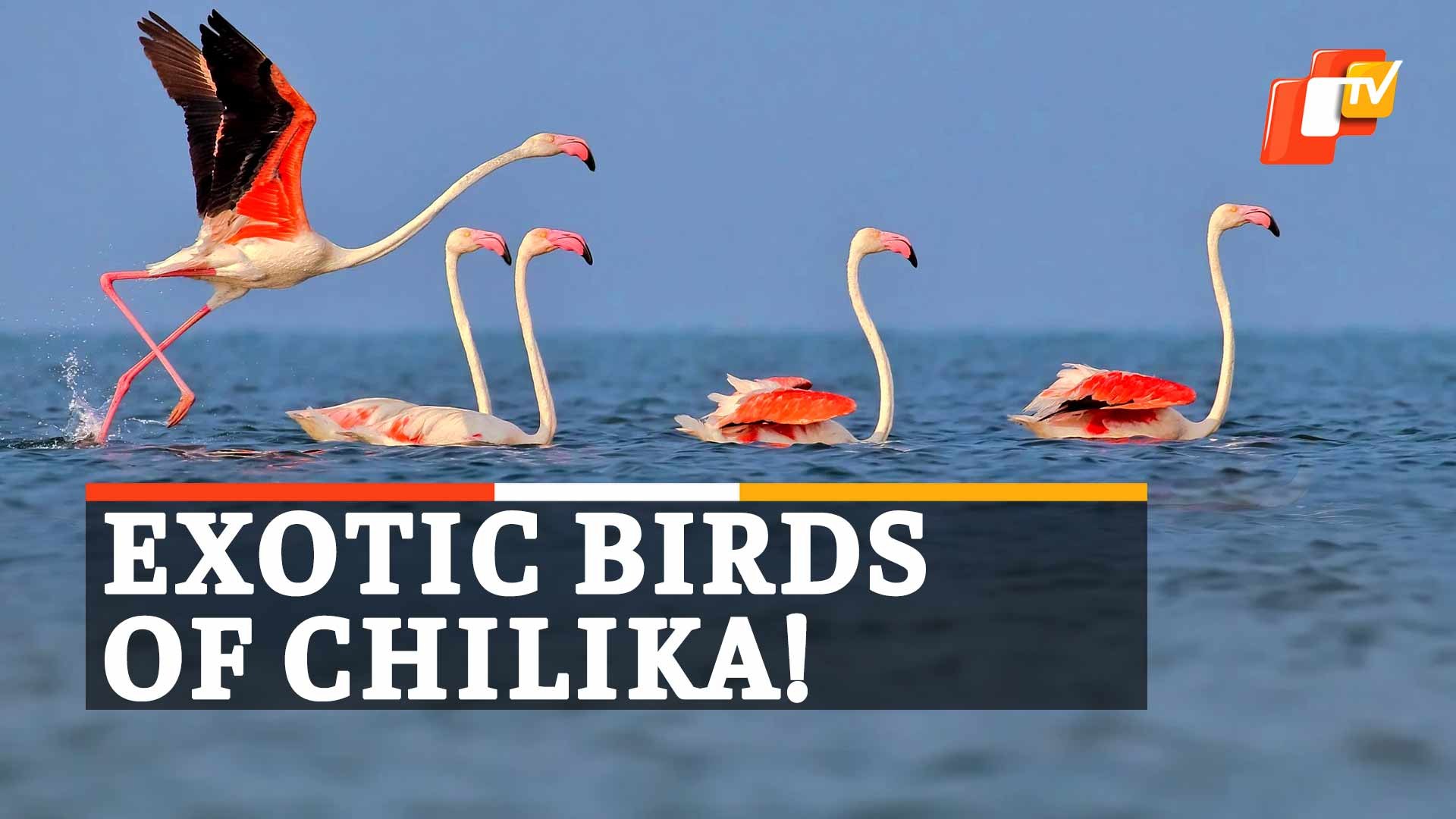 Chilika Lake Birds