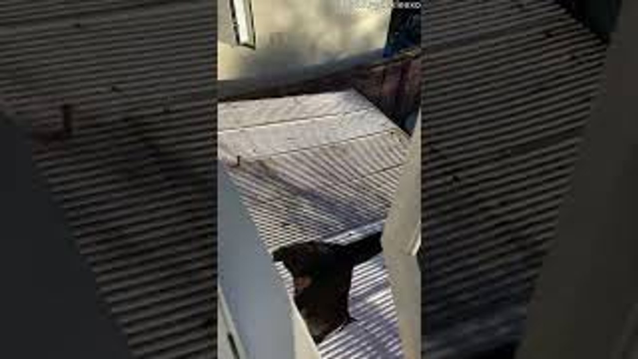 Cat Jumps Out Window and Falls Through Roof - video Dailymotion