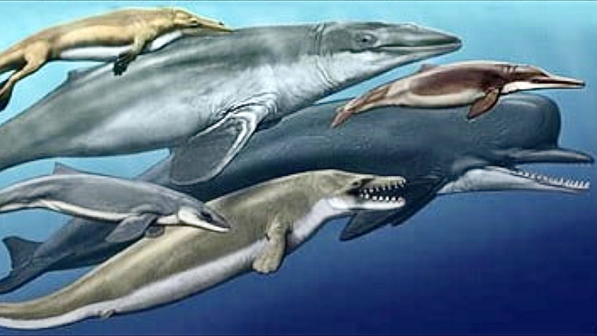 Prehistoric Whales On Land