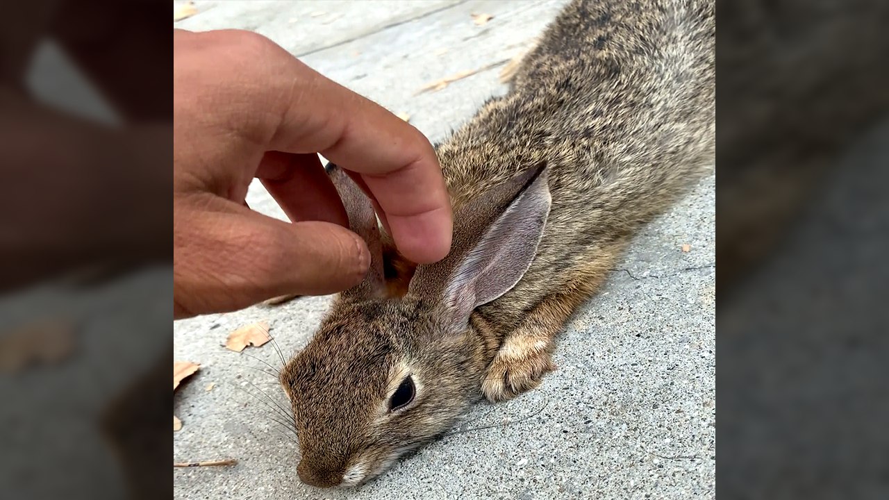 Californian skater rescues adorable rabbit stuck in skatepark bowl ...