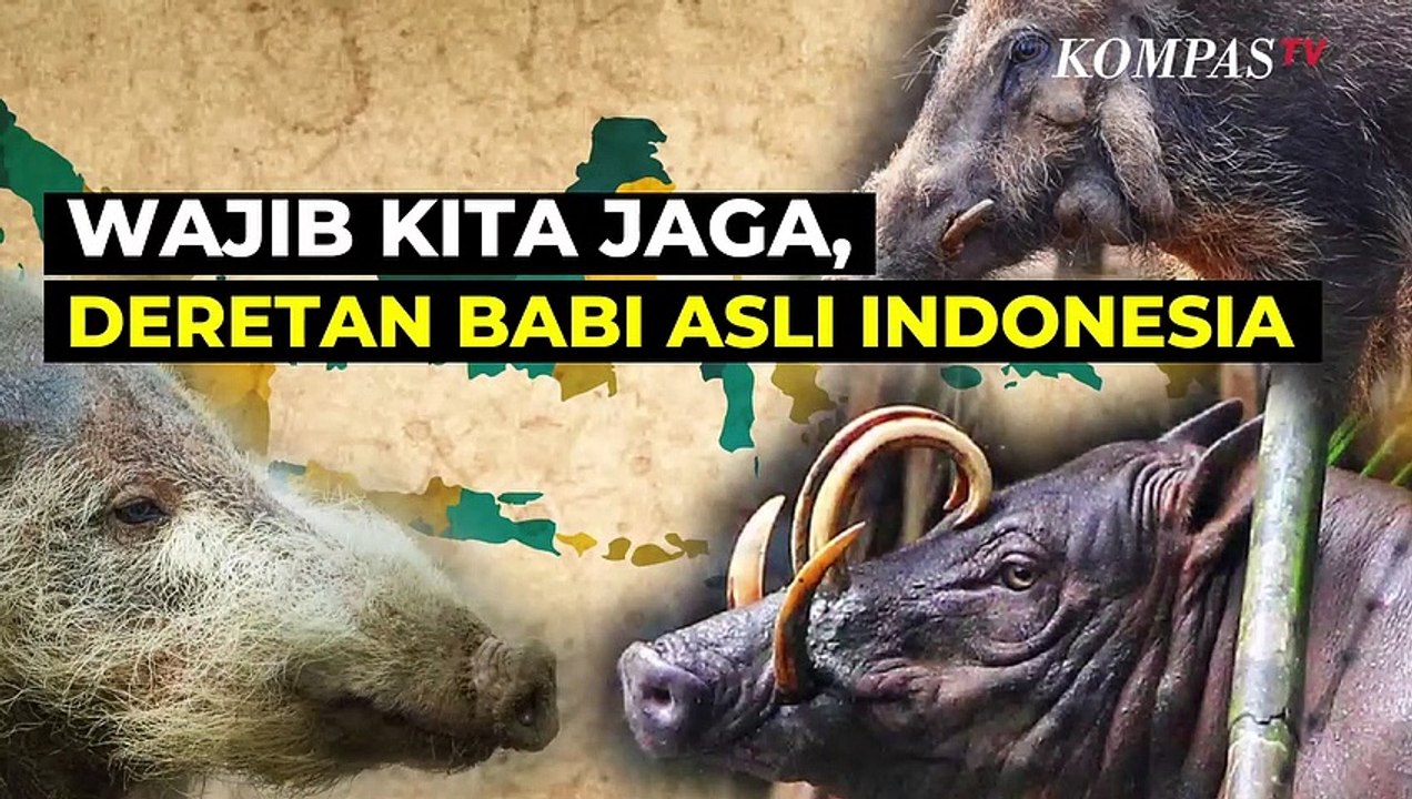 Langka, Babi Ini Asli Indonesia, Ada yang Jelek dan Mirip Setan ...