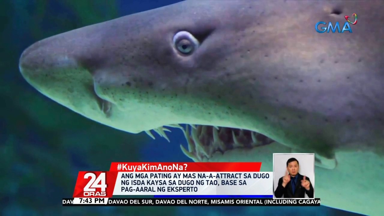 #KuyaKimAnoNa?: Ang mga pating ay mas na-a-attract sa dugo ng isda ...