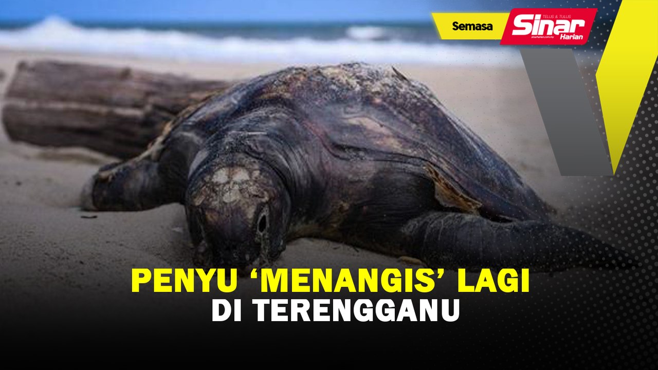 Penyu ‘menangis’ lagi di Terengganu - Video Dailymotion