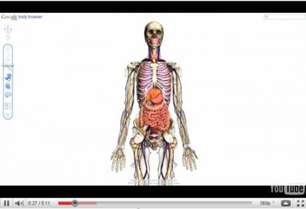 Google Body, un explorateur du corps humain - Vidéo Dailymotion