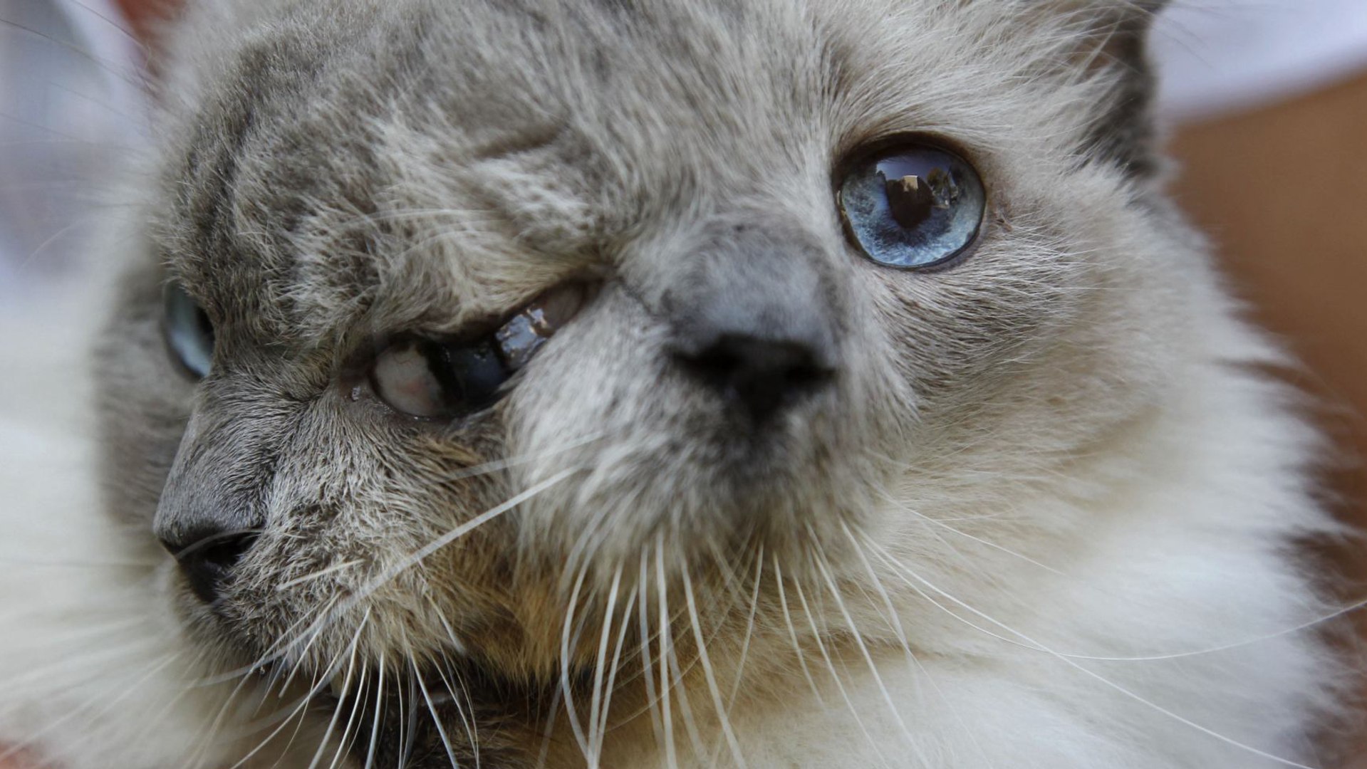 Visage De Chaton Fou Souris De Printemps Amusantes, Disque D'amusement