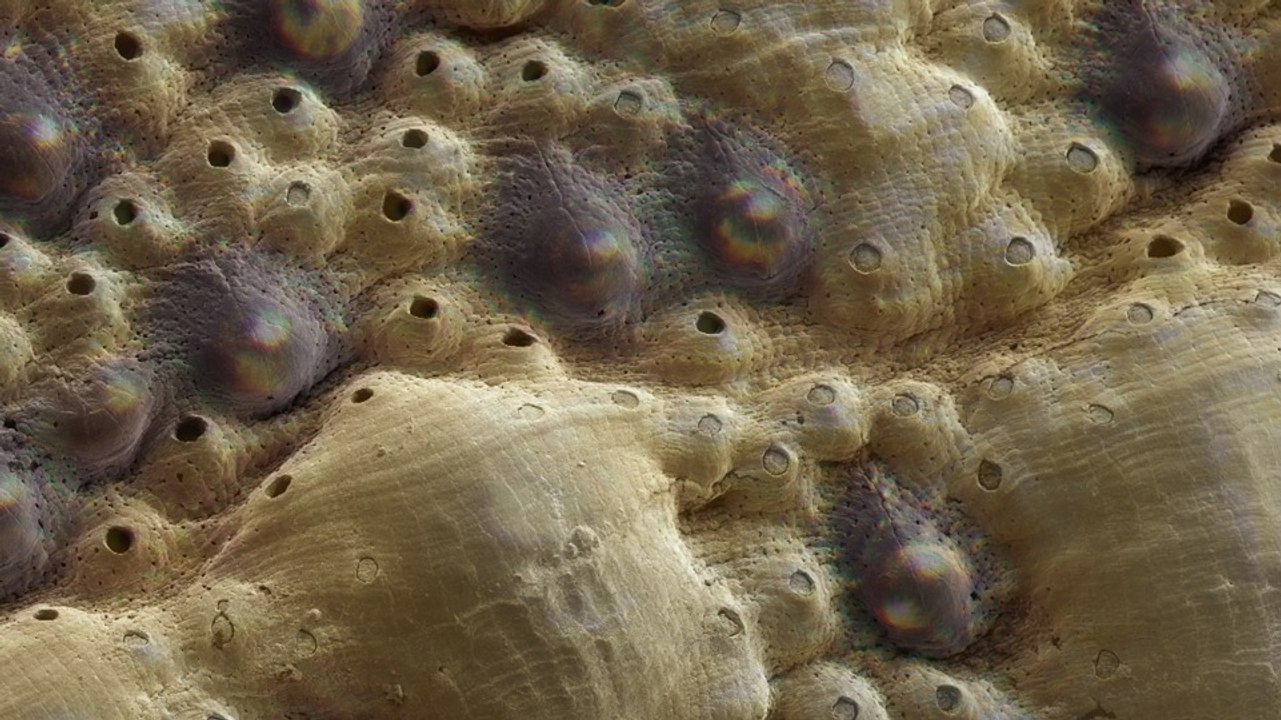 Le chiton, un étonnant mollusque marin doté de centaines d'yeux - Vidéo ...