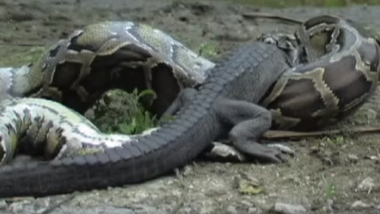 Un python filmé engloutissant un alligator en pleine nature - Vidéo ...