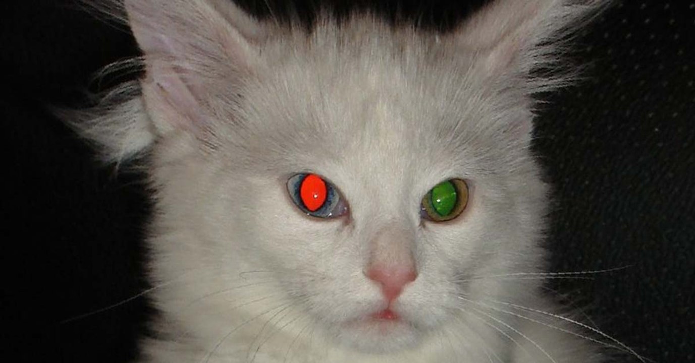 Pourquoi a-t-on les yeux rouges sur les photos ? - Vidéo Dailymotion