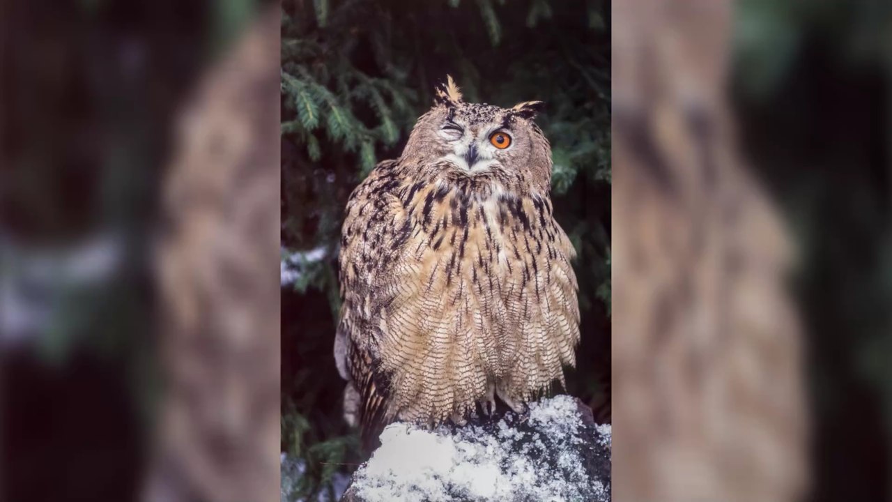 Le hibou géant, invisible depuis 150 ans, a été observé à l'état ...