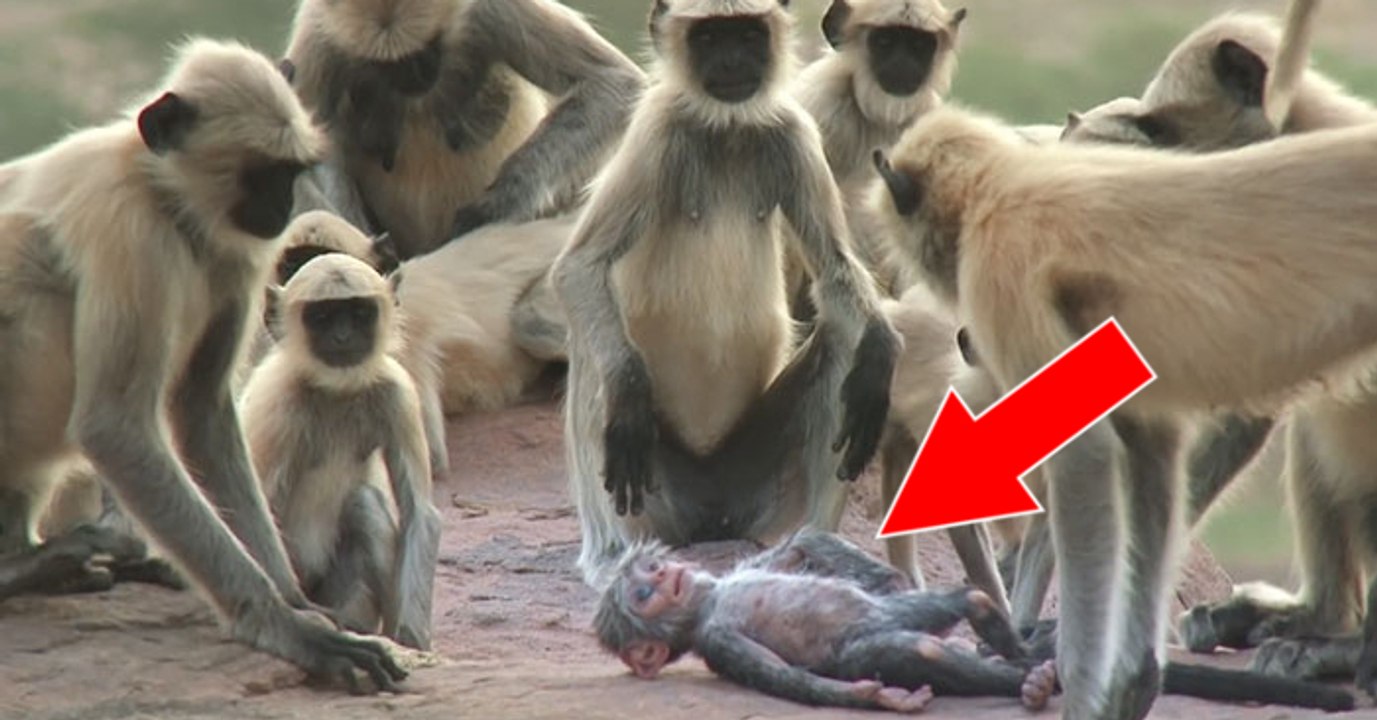 Une famille de Langurs est en deuil à la mort d'un petit singe-robot ...