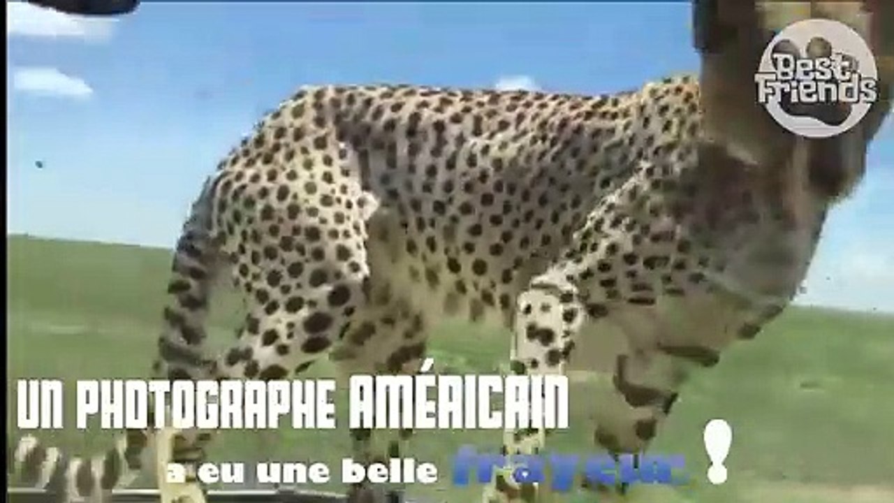 En plein safari, un guépard s'introduit dans une voiture ! - Vidéo ...