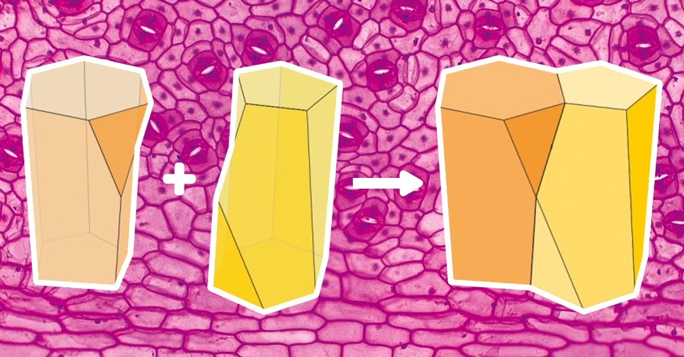 Scientists Have Discovered A New Geometrical Shape - The Scutoid ...