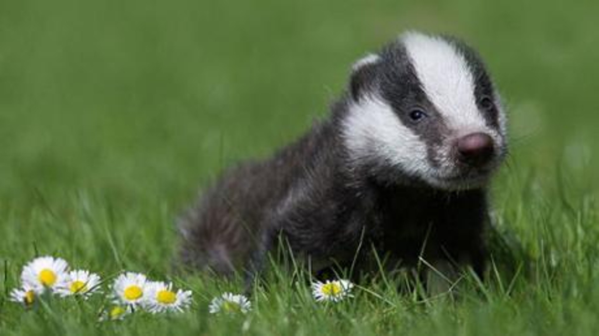 Cute Baby Badger