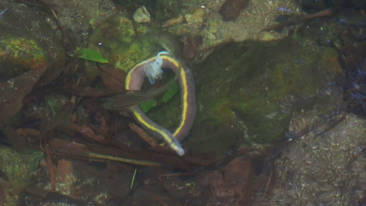 Mysterious eyeless, worm-like amphibians spotted in Florida - video ...