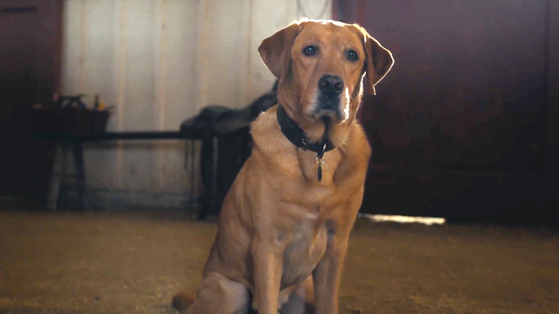 2015 Budweiser Super Bowl Commercial