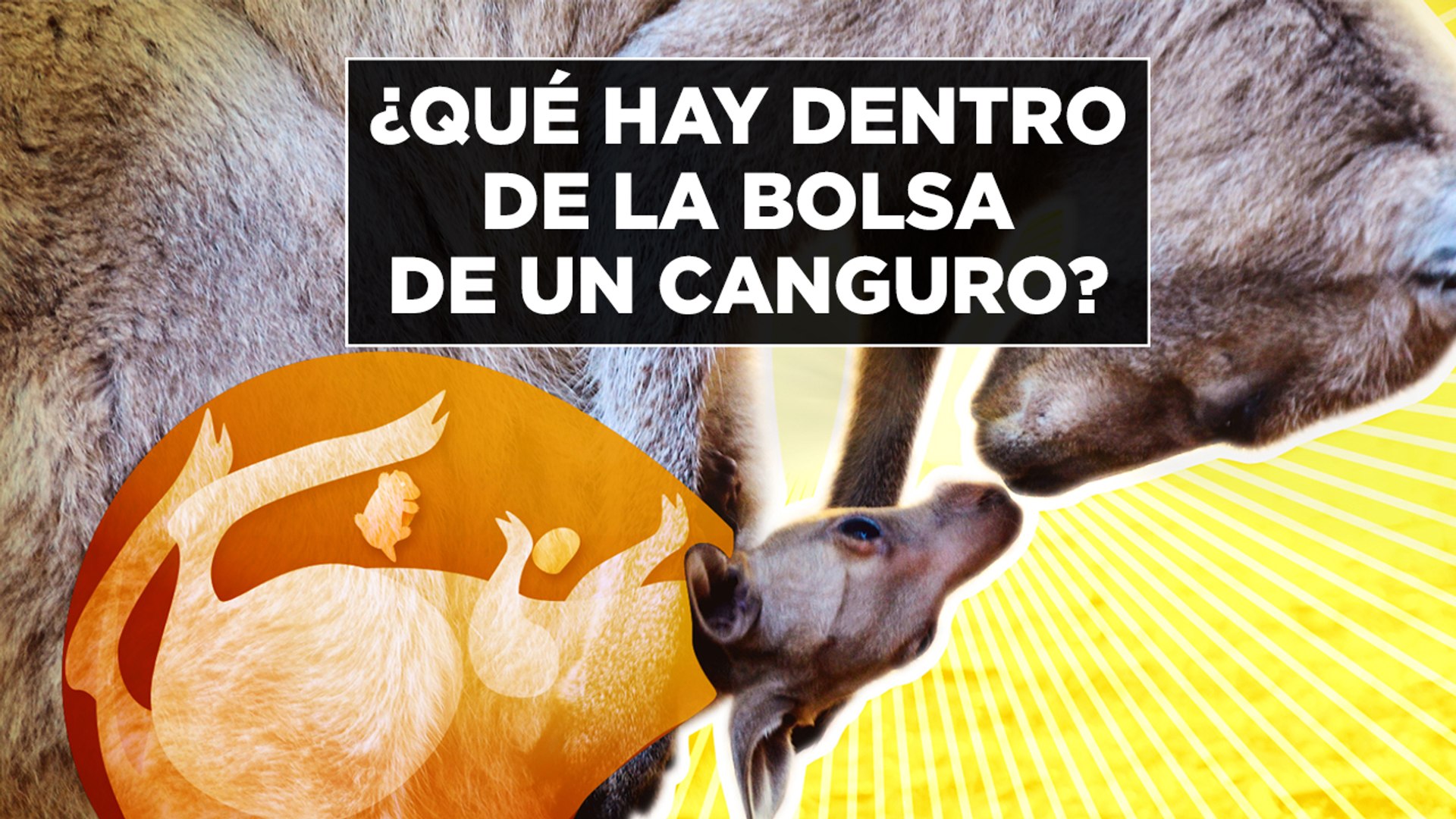 Memes Perro Canguro Foto De Perfil Del Canguro Trend | ¡Divertido Y