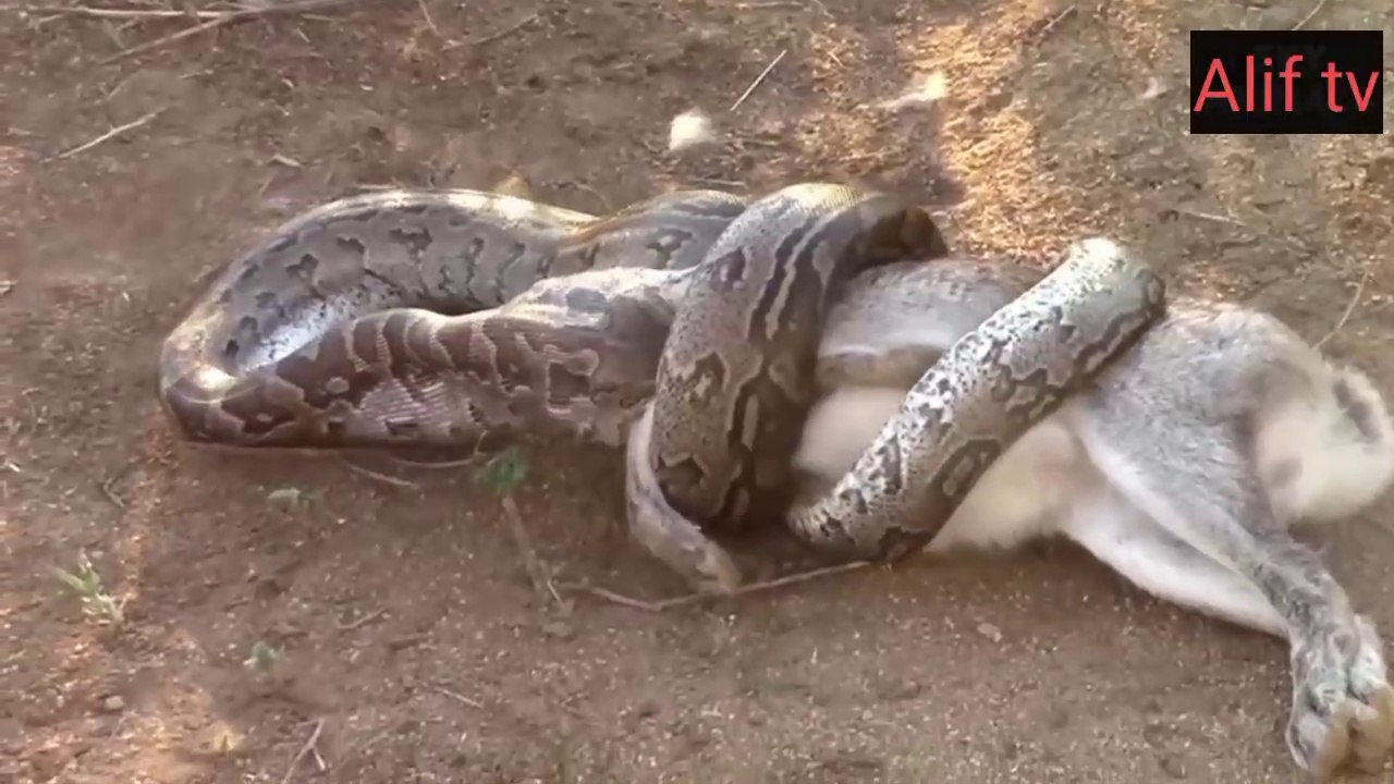 snake vs lion |Animal fight - video Dailymotion