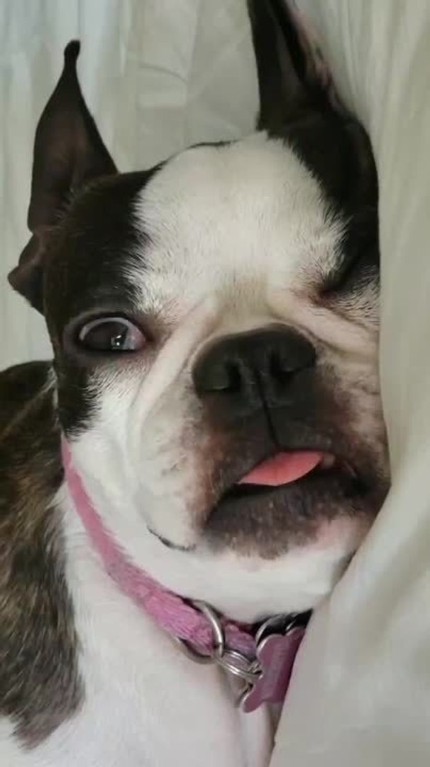 Why Is My Boston Terrier Crying