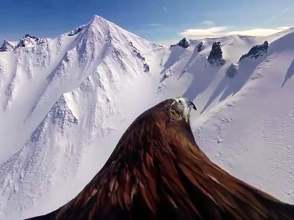 Stunning eagle's eye view footage. Flying eagle point of view - video ...