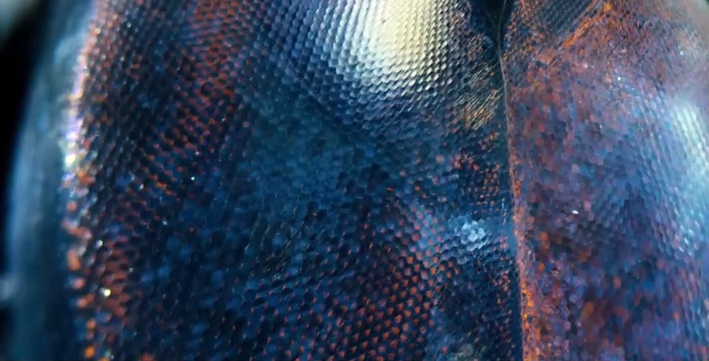 Our Planet S01 E06 - video Dailymotion