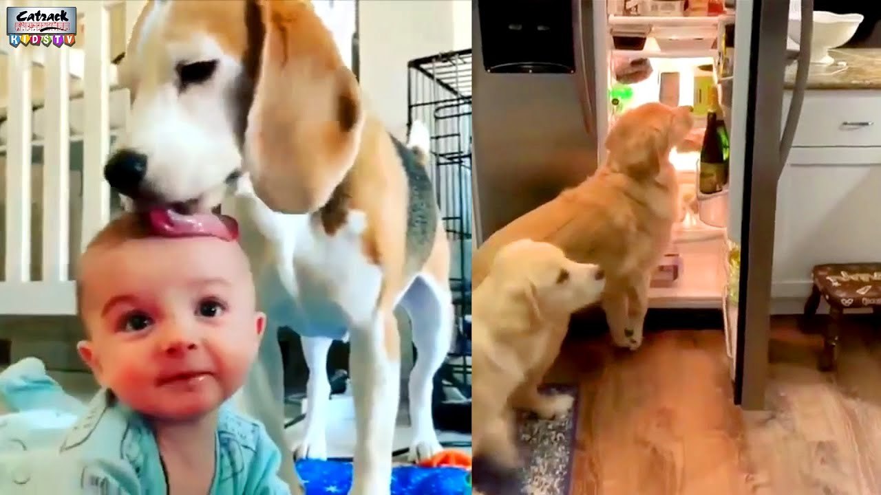 Fun Video For Kids | Enjoy With Your Pets | Learn From Their Cuteness ...