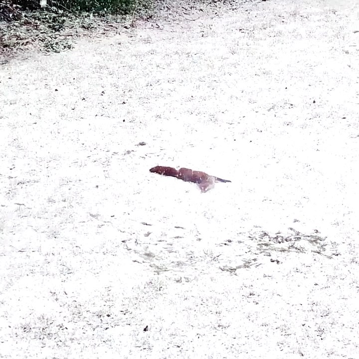 Fox Plays in the Snow - video Dailymotion